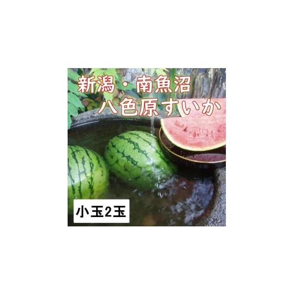 容量原材料：小玉すいか内容量：２玉 （１玉：約１.２〜２.５ｋｇ）※１玉は重さの選定しております。消費期限5日〜７日※到着後出来るだけ早くお召し上がりください。発送期日2026年7月16日〜2026年8月20日の期間に受付順に順次発送予定。...