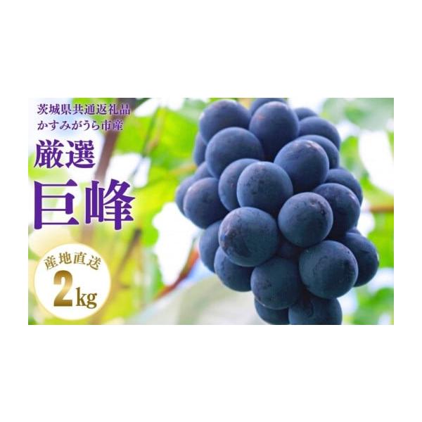 容量1箱（約2kg）消費期限生ものなのでお早めにお召し上がりください。発送期日寄附納入確認後、2026年9月に発送します。※生産の都合で前後する場合があります。配送冷蔵 時間指定 別送申込期日オンライン決済以外は2026年8月25日まで、オ...