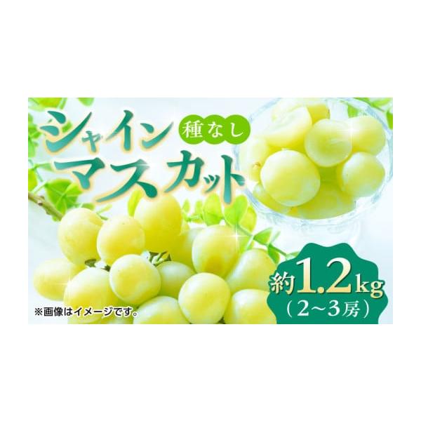 容量ぶどう（シャインマスカット）　約1.2kg（2〜3房）【原料原産地】熊本県山鹿市消費期限【賞味期限】発送から１週間程度発送期日【2026年】8月中旬から9月中旬の期間内に順次発送いたします。※天候により予告なく配送期間が前後する可能がご...