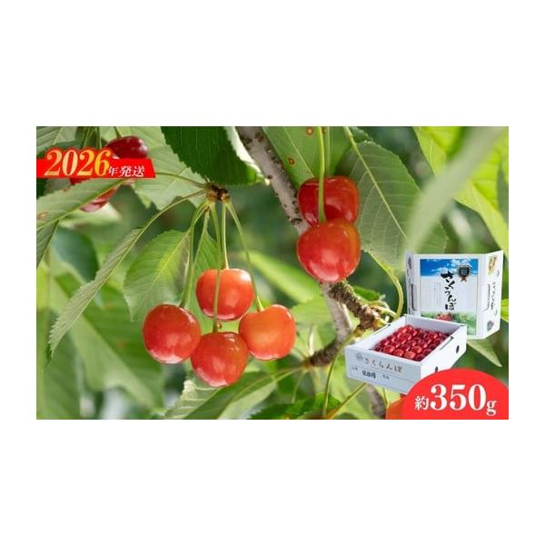 容量350g消費期限発送日+3日程度発送期日2026年6月中旬から2026年6月下旬発送予定配送冷蔵 時間指定 別送事業者ヤマ孝 紺野果樹園申込条件何度も申し込み可、オンライン決済限定