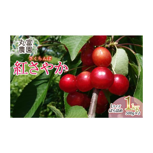 容量さくらんぼ 紅さやか Lサイズ バラ詰め 1kg(500g×2)【産地名】 山形県鶴岡市産消費期限※実が柔らかく傷みやすいフルーツです。完熟の状態でお届けさせていただきます。早めにお召し上がりください。発送期日令和8年6月1日〜6月15...