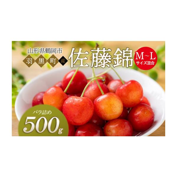 容量佐藤錦 バラ詰め （M〜Lサイズ混合）500g【提供事業者】庄内さくらんぼ園【産地名】鶴岡市羽黒町産消費期限生ものですのでお早めにお召し上がりください。発送期日令和8年6月10日〜6月30日頃発送予定※天候や発育状況により、発送期間が前...