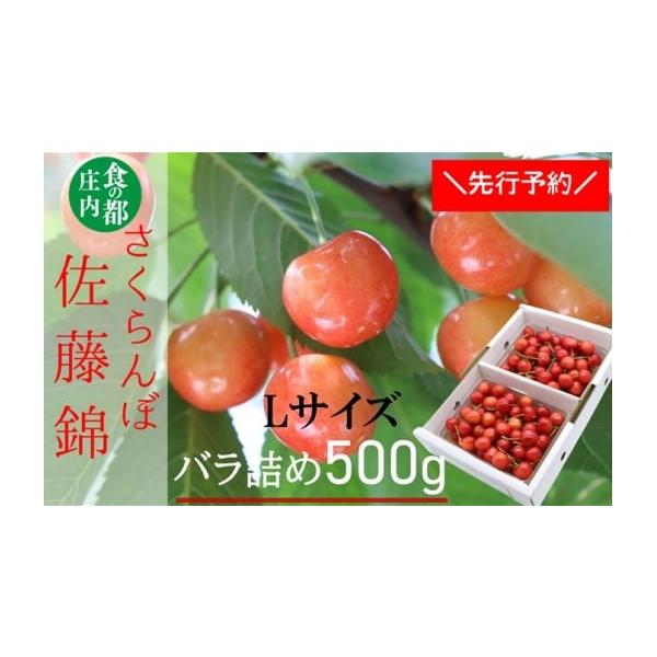 容量さくらんぼ品種：佐藤錦Lサイズ 約500gバラ詰め（250g×2パック）※写真はイメージです。※さくらんぼの色づきは気象条件により大幅に変わることもございます。消費期限※到着後、お早めにお召し上がりください。（要冷蔵）発送期日【先行予約...