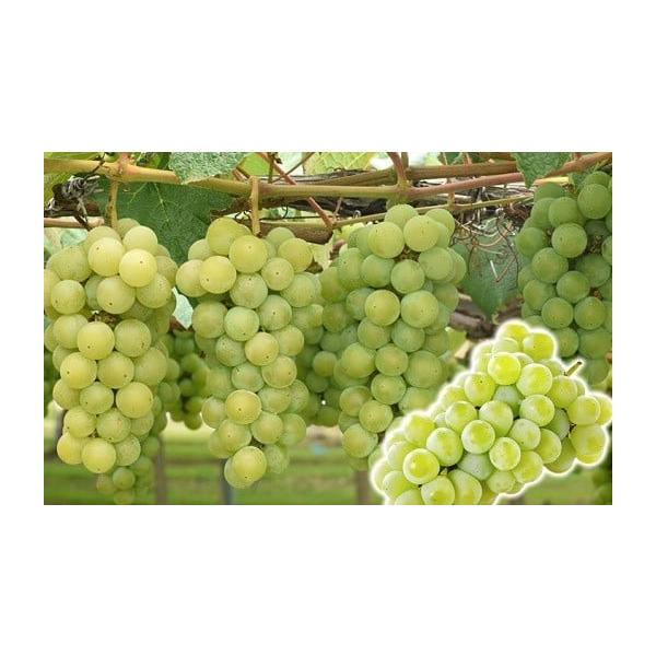 容量4kg(2kg×2：秀10〜16房)消費期限1週間程度発送期日2026年9月上旬〜9月下旬【配達】ヤマト運輸または佐川急便配送冷蔵 のし 時間指定 別送申込期日2026年8月20日まで事業者株式会社 ジェイエイてんどうフーズ申込条件何度...