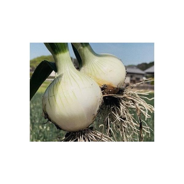 容量4kg消費期限青果物のため到着後はお早めにお召し上がりください。発送期日2月中旬頃から順次発送いたします。配送常温 時間指定 別送申込期日1月31日までに決済完了の必要があります。事業者フジ・アグリフーズ申込条件何度も申し込み可、オンラ...