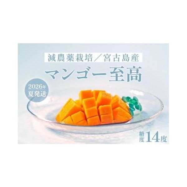 容量マンゴー至高（しこう）【贈答用】・優品　約1キロ（2〜3玉）・糖度　14度以上・減農薬栽培マンゴー消費期限発送日より約１週間発送期日2026年6月頃中旬〜ご予約順に発送予定です。※天候によっては前後する場合があります。配送常温 別送事業...