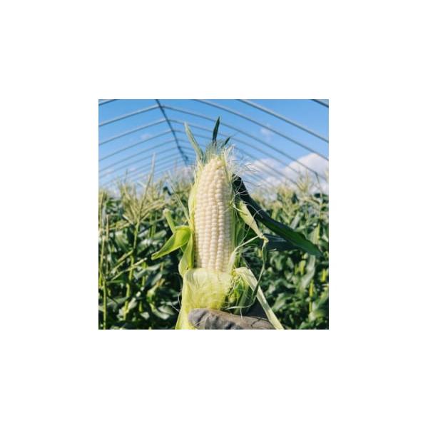 容量■お礼品の内容について・ホワイトショコラ　2Lサイズ[10本×1箱]　　原産地:北海道富良野市■原材料・成分ホワイトショコラ　スイートコーン消費期限■賞味期限:出荷日+5日※到着後、すぐにお礼品の状態をご確認のうえ、お早めにお召し上がり...