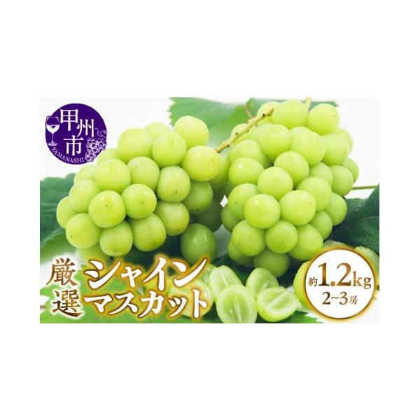 容量甲州市産 厳選 シャインマスカット 約1.2kg（2〜3房）消費期限到着次第、お早めにお召し上がりください。発送期日2026年8月下旬〜11月中旬頃、順次発送予定※天候や収穫状況により出荷に変動がございます。（※沖縄・離島へのお届けはで...