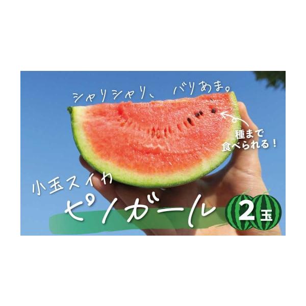 容量ピノガール　2玉(1玉あたり1.5kg前後)消費期限常温で3〜7日程度発送期日【先行予約品です】2026年8月上旬〜8月末※生育状況等により発送時期が前後することがありますので予めご了承ください。※発送期間内に長期不在がある場合は必ず【...