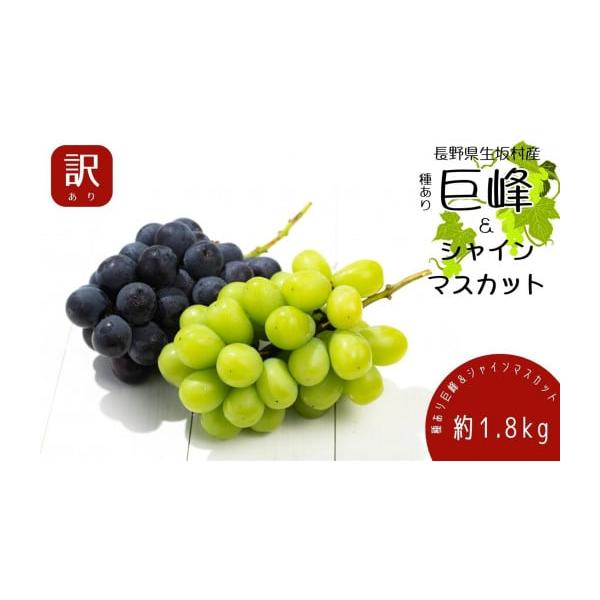 容量シャインマスカット&amp;巨峰約1.8kg　4~6房 発送期日2026年9月上旬〜2026年10月中旬配送冷蔵 別送申込期日2026年9月30日まで事業者株式会社野の香申込条件何度も申し込み可