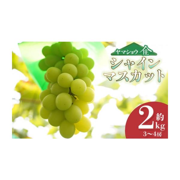 容量シャインマスカット　約2kg（3~4房）【提供事業者】ヤマショウ消費期限到着後約3〜5日生ものですので、お早めにお召し上がりください。発送期日令和8年9月15日〜9月30日頃発送予定※天候や発育状況により、発送期間が前後する場合がござい...