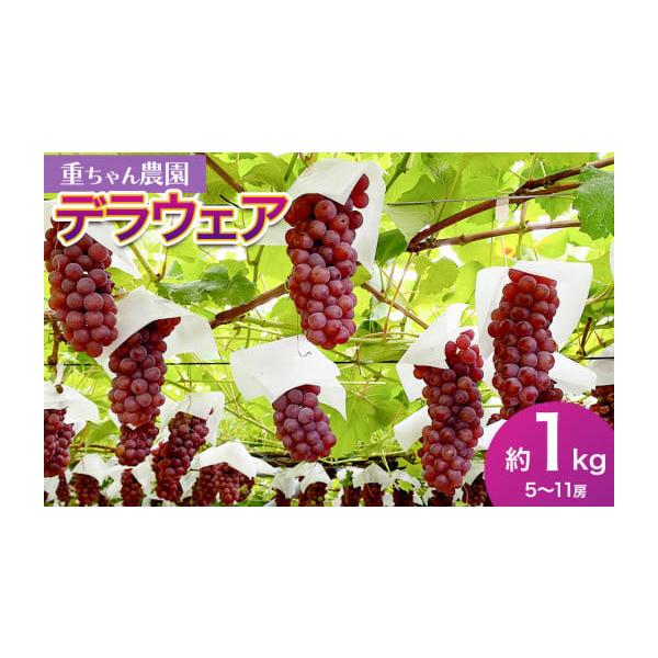容量家庭用デラウェア　約1kg（5〜11房）消費期限生ものですので、早めにお召し上がりください。発送期日令和8年8月上旬〜8月下旬頃発送予定※天候や発育状況により、発送期間が前後する場合がございます。※お申込み順に発送していきますので予めご...