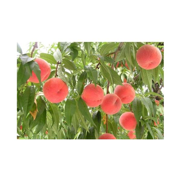 容量秀：2kg(大玉)6〜8玉前後　消費期限1週間程度発送期日2026年8月1日〜8月10日頃まで配送冷蔵 のし 時間指定 別送申込期日2026年7月31日まで事業者山形eLab申込条件何度も申し込み可