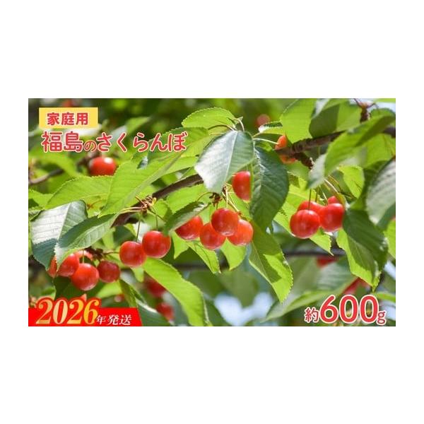 容量商品詳細へ記載消費期限出荷日＋3日発送期日2026年6月上旬から2026年7月上旬発送予定配送冷蔵 時間指定 別送事業者株式会社幸青果申込条件何度も申し込み可、オンライン決済限定