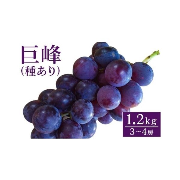 容量巨峰1.2kg（3〜4房）発送期日※天候により出荷時期が前後する場合がございますので予めご了承ください。【注意事項】※申し訳ございませんが、沖縄県、伊豆諸島（大島・八丈島を除く）及び小笠原村（小笠原諸島）への発送はお受け出来ません。・特...