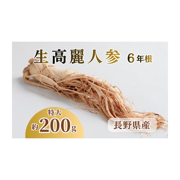 容量特大1本　約200g発送期日配送冷蔵 別送事業者高麗人蔘酒造株式会社申込条件何度も申し込み可