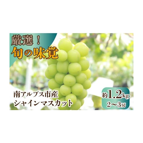 容量シャインマスカット約1.2kg※沖縄・離島は配達不可【提供】アペックスフルーツ株式会社消費期限発送日より5日発送期日2026年8月下旬〜2026年10月下旬※常温便／翌々日到着地域はクール便※沖縄・離島への配達不可配送常温 冷蔵 別送申...