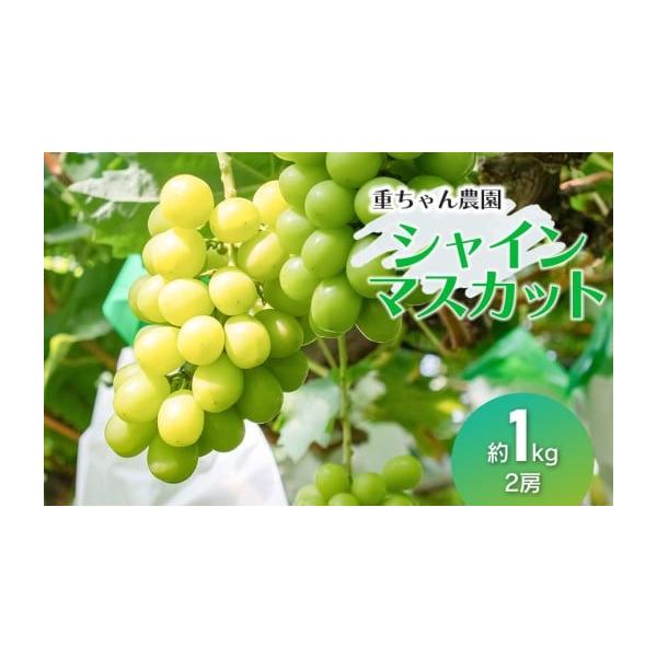 容量シャインマスカット　約1kg（ 2房 ） 消費期限生ものですので、お早めにお召し上がりください。発送期日令和8年9月中旬〜10月中旬頃発送予定※天候や発育状況により、発送期間が前後する場合がございます。※お申込み順に発送していきますので...