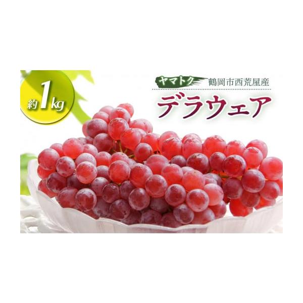 容量鶴岡市産 デラウェア 約1kg（5〜6房）【提供事業者】 ヤマトク消費期限発送後約1週間※到着後は冷蔵庫で保管してください。※生もののためお早めにお召し上がりください。発送期日令和8年8月上旬〜8月下旬頃発送予定※こちらの返礼品は【先行...