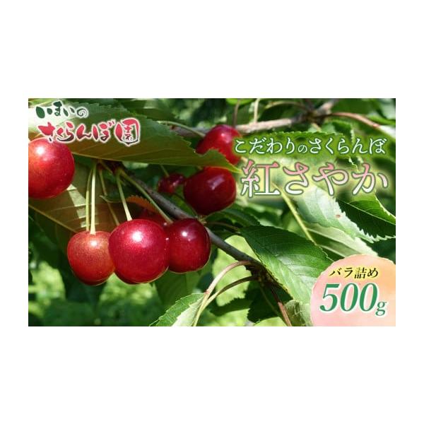 容量紅さやか（ Lサイズ以上）バラ詰め 500g【提供事業者】いまいのさくらんぼ園【産地名】 鶴岡市産消費期限実が柔らかく傷みやすいフルーツです。完熟の状態でお届けさせていただきます。早めにお召し上がりください。発送期日令和8年6月上旬〜6...