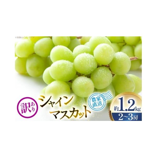 容量【ご家庭用】シャインマスカット 箱詰（2〜3房）1.2kg消費期限■賞味期限発送日+5日発送期日2026年9月後半〜2026年11月前半において順次発送※申込期日：2026年10月15日（決済確認）※申込が集中した場合は、お届けまでお待...