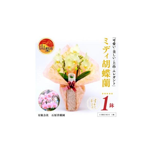 容量■お礼品の内容について・ミディ胡蝶蘭[4寸鉢2本立て　1鉢]原産地:台湾(苗)／加工地:山梨県中央市(栽培地)■原材料・成分ミディ胡蝶蘭4寸鉢、2本立て苗の原産国:台湾◆管理方法やさしい光の当たる、気温15度〜25度くらいの室内がお花に...
