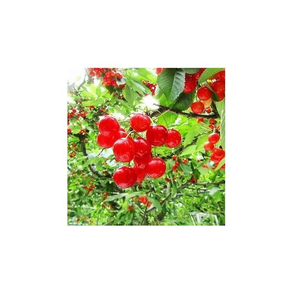 容量秀品　約800ｇ（200g×4P）消費期限発送日から5日発送期日2026年6月上旬頃〜2026年6月下旬頃に発送いたします。配送冷蔵 別送申込期日〜2026年4月30日事業者株式会社山美ファーム申込条件何度も申し込み可、オンライン決済限定