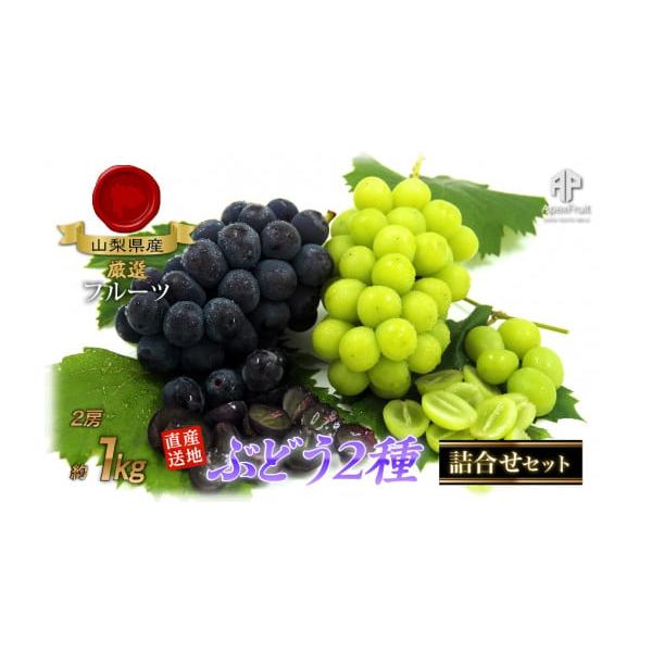 容量シャインマスカットと黒ぶどうの詰合せ　2房　約1.0kg※黒ぶどうは、巨峰orピオーネから旬の時期に合わせ選定し詰合せします。沖縄・離島は配達不可【提供】アペックスフルーツ株式会社消費期限発送日より5日発送期日2026年8月下旬〜202...