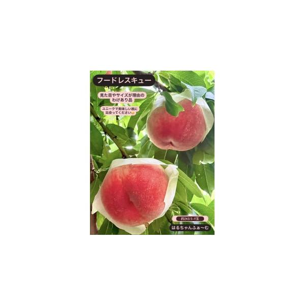 容量訳あり桃 約2kg（5〜9玉）消費期限到着次第、お早めにお召し上がりください。発送期日2026年7月中旬〜8月中旬頃、順次発送予定※天候や収穫状況により出荷に変動がございます。（※北海道・九州・四国・中国・沖縄・離島へのお届けはできかね...