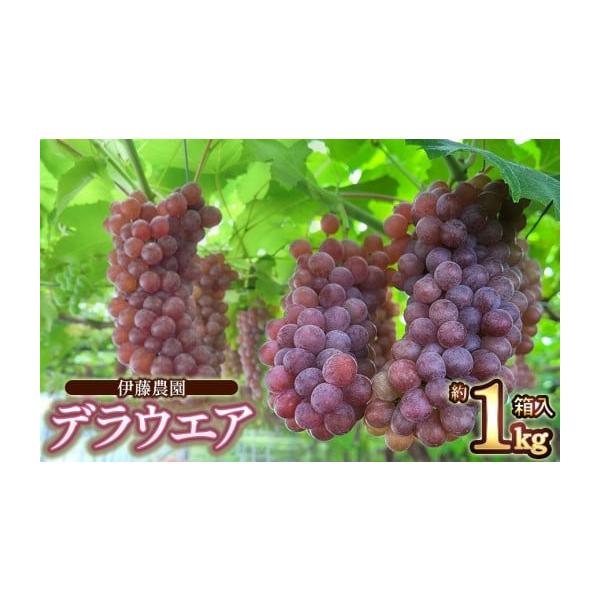 容量デラウェア 約1kg（5〜7房）箱入【産地名】山形県鶴岡市西荒屋産【提供事業者】 伊藤農園（伊藤甲）消費期限生鮮品のため、賞味期限は非常に短くなっております。到着後は状態をよくご確認のうえお早めにお召し上がりください。発送期日令和8年8...