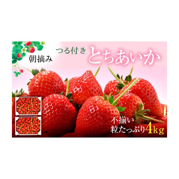 容量内容量：とちあいか2kg×2箱 計4kg（栃木県鹿沼市産）、段ボール箱入り消費期限発送より冷蔵3日程度発送期日2026年5月中旬〜5月下旬頃配送冷蔵 別送申込期日2026年5月20日まで事業者株式会社 フレッシュ園 渡辺申込条件何度も申...