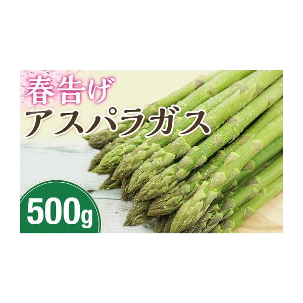 容量■アスパラガス　約500ｇ(10~17本)　※1本あたり約40~50g前後消費期限到着次第早めにお召し上がりください。発送期日2026年4月発送予定※その年の気候により配送時期に変動がある可能性がございます。※長期ご不在がある方はご注文...