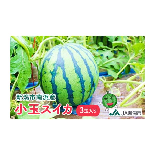 容量新潟市北区南浜産　小玉スイカ　3玉　箱入り消費期限常温7日程度発送期日2026年8月上旬〜下旬配送常温 別送申込期日2026年7月21日まで事業者新潟市農業協同組合申込条件何度も申し込み可