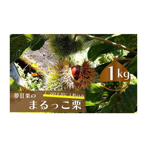 容量約1kg（※生栗につきご注意ください！）消費期限生鮮品ですので、到着後はお早めにお召し上がりください。発送期日＜2026年10月中旬以降発送＞入金確認後、お申込み順に順次発送※収穫状況により発送ができなくなった場合は、来季（2027年1...