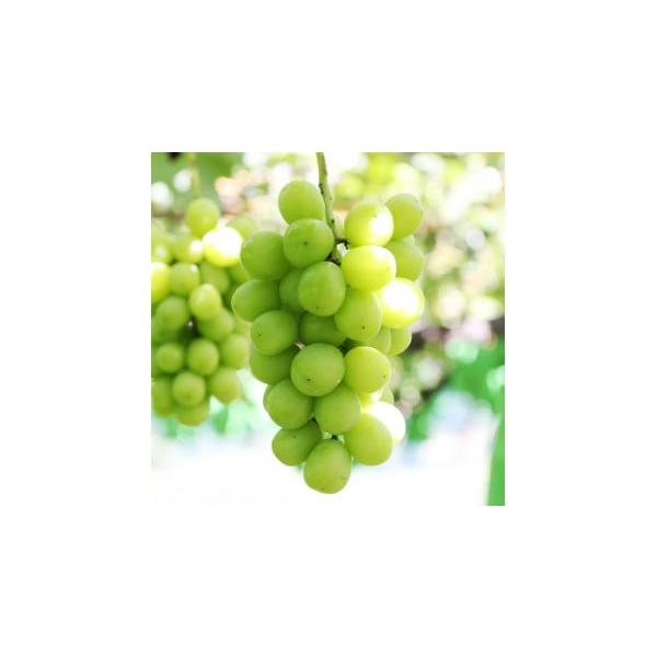 容量内容量：約1kg　原産地：長野県産消費期限出荷日から5日発送期日2026-09-25 ~ 2026-11-06配送冷蔵 別送申込期日2025-11-18 ~ 2026-03-31事業者山下屋荘介申込条件何度も申し込み可、オンライン決済限定