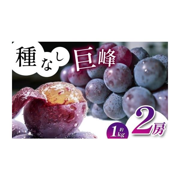 容量種なし巨峰  2房 （約1kg）消費期限青果物ですのでお早めにお召し上がりください。発送期日2026年9月下旬〜１１月上旬にかけて、順次発送いたします。※青果物のため、生育の状況などにより発送が前後する場合がございます。予めご了承くださ...
