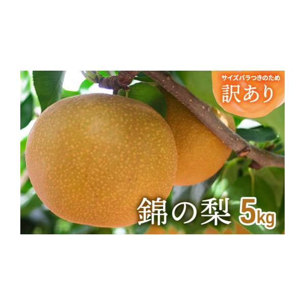 容量梨 約5kg（約5玉〜14玉程度）消費期限冷蔵7日発送期日2026年8月中旬〜11月中旬配送常温 別送申込期日2026年10月15日まで事業者平野果樹園申込条件何度も申し込み可