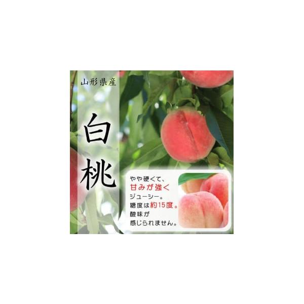 容量山形県中山町産白桃　秀品　約1.5kg品種：あかつき、川中島白桃、まどか、みさと、伊達白桃、あおぞら娘等※品種はお選びいただけません。消費期限出荷後約7日【保存方法】常温発送期日2026年7月25日〜2026年9月20日頃、発送いたしま...