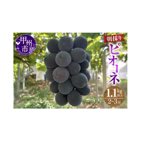 容量ピオーネ 1.1kg以上（2〜3房）消費期限到着次第、お早めにお召し上がりください。発送期日2026年9月上旬頃より、順次発送予定※天候や収穫状況により出荷に変動がございます。（※沖縄・離島へのお届けはできかねております）配送冷蔵 時間...