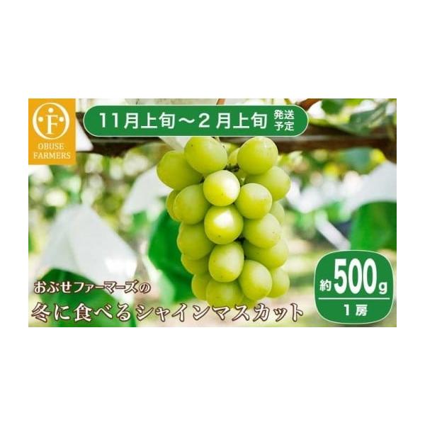 容量シャインマスカット 約500g（1房）発送期日2025年11月上旬〜2026年2月上旬発送予定※お申込みいただいた順に出荷をしております。予めご了承ください。※天候や収穫状況により、お届けや規格が変更になる場合がございます。配送常温 別...