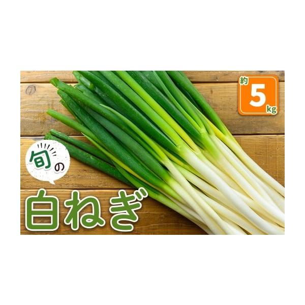 容量白ねぎ：約5kg消費期限【賞味期限】冷蔵で10日発送期日2025年11月上旬〜2026年3月下旬発送予定※配送日の指定は出来かねますので、ご了承くださいませ。※お申込みが集中した場合や、年末年始（11月〜翌年2月）を含む繁忙期には、通常...