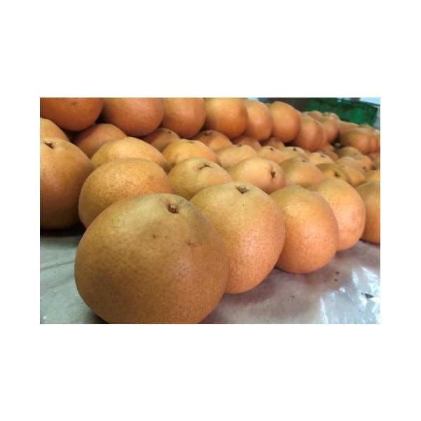 容量5kg（8〜16玉）消費期限【賞味期限】出荷日から14日間【保存方法】冷暗所にて常温保存発送期日【配送可能期間】2026年1月上旬〜3月中旬配送可能期間より順次発送【配送不可地域】沖縄、一部離島配送常温 時間指定 別送申込期日期間限定（...