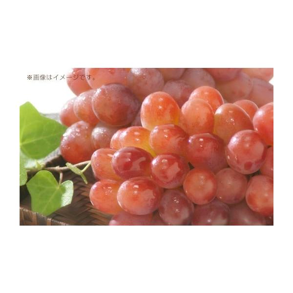 容量岡山県産紫苑 1房（約600g）消費期限出荷日より5日発送期日2026年11月上旬〜11月下旬まで順次発送予定※天候等の影響により発送時期が前後する場合があります。※離島にはお届けできません。配送冷蔵 時間指定 別送申込期日2026年1...