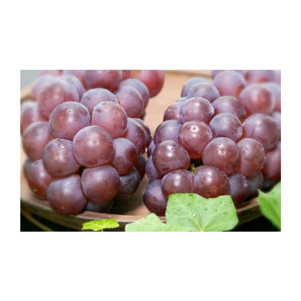 容量1房（約600g）消費期限発送日から常温で6日発送期日2026年11月上旬〜12月下旬まで 順次発送予定※天候や発送状況により多少前後する場合がございますので、予めご了承ください。※離島にはお届けできません。配送冷蔵 時間指定 別送申込...