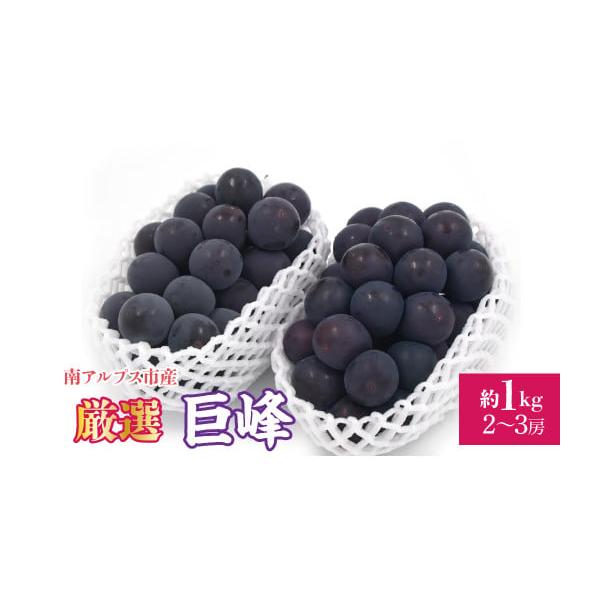 容量南アルプス市産　巨峰約1.0kg※沖縄・離島への配達不可【提供】アペックスフルーツ株式会社消費期限発送日より5日発送期日2026年8月下旬〜2026年10月上旬※常温便／翌々日到着地域はクール便配送常温 冷蔵 別送申込期日2026／9／...