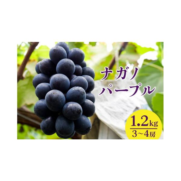 容量ナガノパープル1.2kg（3〜4房）発送期日※天候により出荷時期が前後する場合がございますので予めご了承ください。【注意事項】※申し訳ございませんが、沖縄県、伊豆諸島（大島・八丈島を除く）及び小笠原村（小笠原諸島）への発送はお受け出来ま...