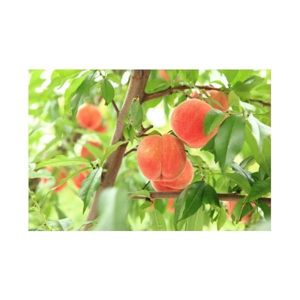 容量2kg(秀5〜7玉)消費期限1週間程度発送期日2026年7月下旬〜8月中旬【配達】ヤマト運輸気温状況に応じて冷蔵または常温発送いたします配送常温 冷蔵 のし 時間指定 別送申込期日2026年8月10日まで事業者企業組合 スイーツキッチン...