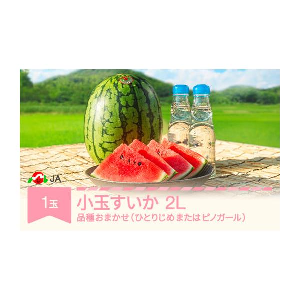 容量小玉すいか 品種おまかせ ひとりじめ または ピノガール 2Lサイズ 約2kg前後×1玉 ※2kg／玉に満たない場合もございます。発送期日7月中旬〜7月下旬※生育の状況により多少前後することがあります配送常温 時間指定 別送事業者JAみ...