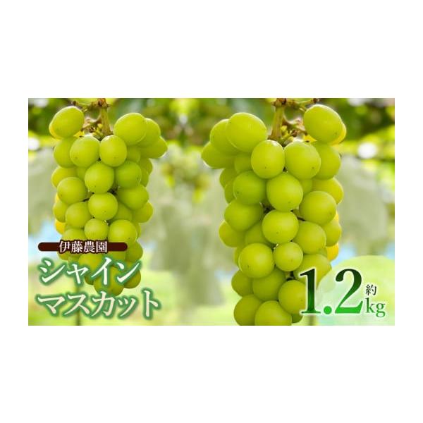 容量シャインマスカット 約1.2kg（2房）【産地名】山形県鶴岡市西荒屋産【提供事業者】 伊藤農園（伊藤甲）消費期限到着次第、お早めにお召し上がりください。発送期日令和8年9月1日〜10月10日頃予定※天候や生育状況によりお届けが前後する場...