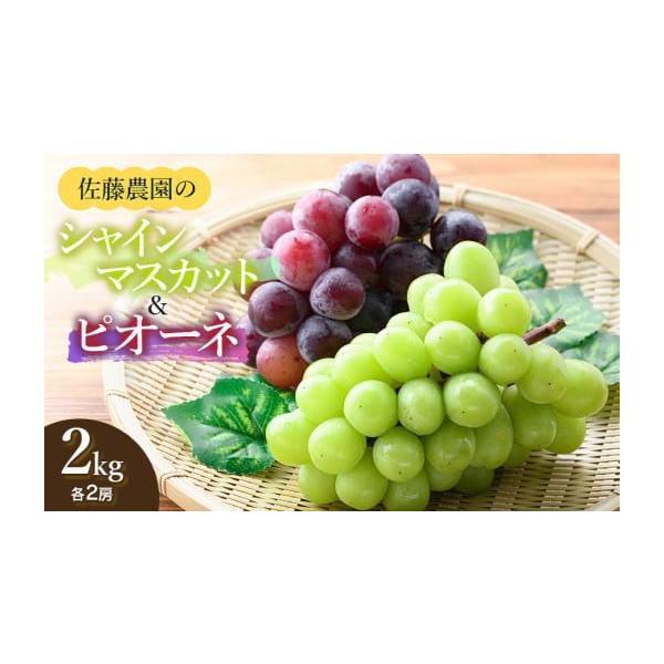 容量・シャインマスカット 2房・ピオーネ 2房計約2kg【提供事業者】 佐藤農園【産地名】鶴岡市櫛引産消費期限冷蔵で約1週間なるべく早めにお召し上がりください。発送期日令和8年9月10日〜令和8年10月10日頃発送予定※天候や発育状況により...